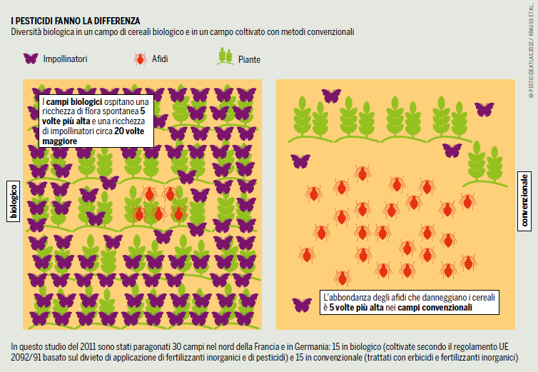 Insetti utili: piccoli aiutanti dalla natura | Heinrich Böll Stiftung ...